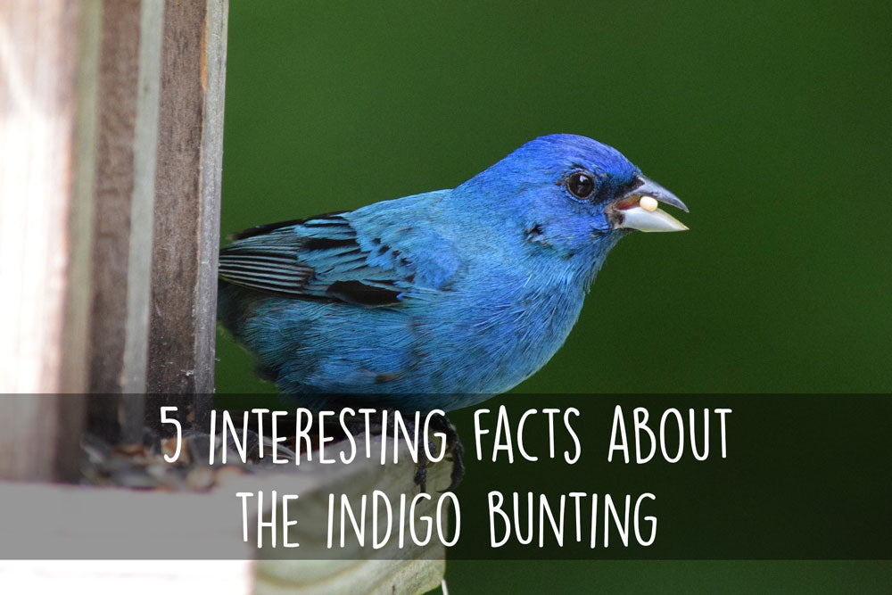 5 Fascinating Indigo Bunting Facts You Need to Know – Gilligallou Bird