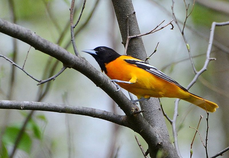 Top Tips to Attract Orioles to Your Backyard – Gilligallou Bird