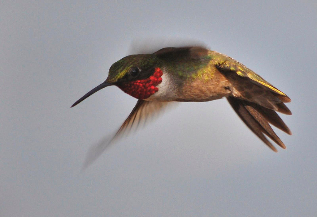 Understanding Hummingbird Aggression: Tips & Solutions – Gilligallou Bird