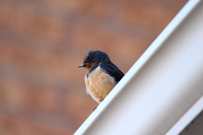 How to Use a Barn Swallow Nesting Cup for Spring Success – Gilligallou Bird