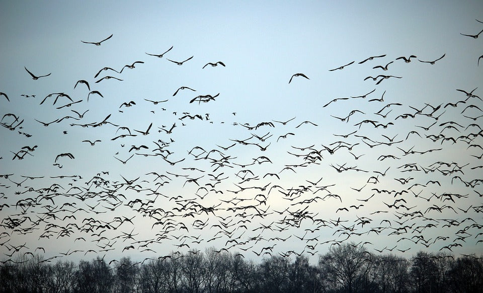 What is Fallout? Understanding Bird Migration Phenomenon – Gilligallou Bird
