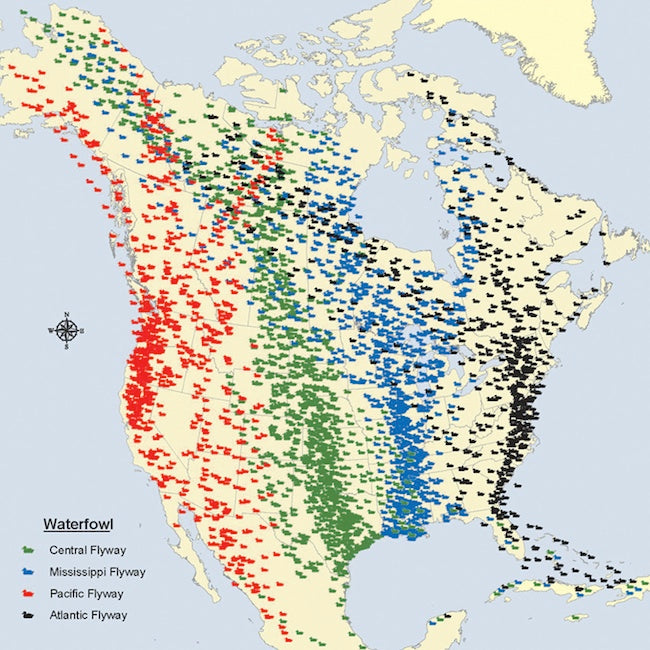 Explore North America's Bird Migration Flyways – Gilligallou Bird