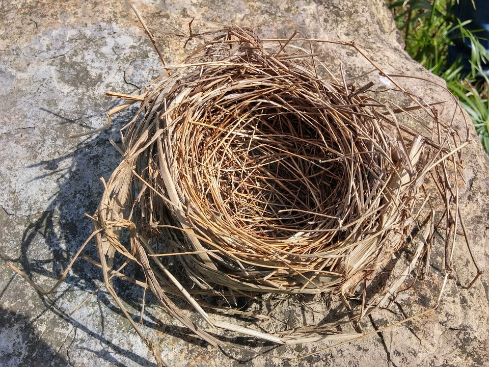 Learn About the Many Different Bird Nest Designs – Gilligallou Bird