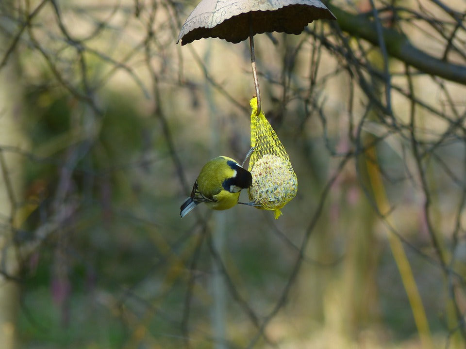 Keep Your Suet from Melting in the Summer Heat – Gilligallou Bird