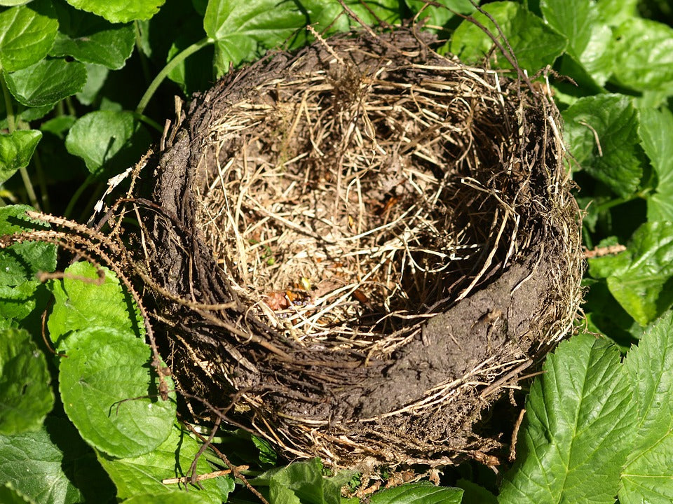 Attract Nesting Birds with the Right Nesting Materials – Gilligallou Bird