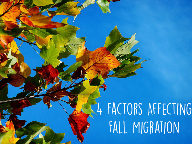 Four Factors That Affect Fall Migration – Gilligallou Bird