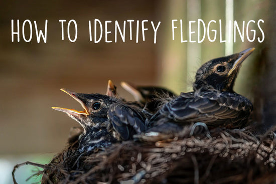 How to Identify Fledglings – Gilligallou Bird