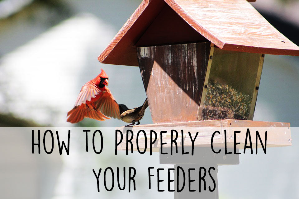 Essential Guide to Cleaning Bird Feeders Year-Round – Gilligallou Bird