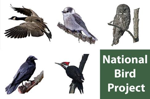 Canada National Bird The Canada Jay: The National Bird Of Canada?: