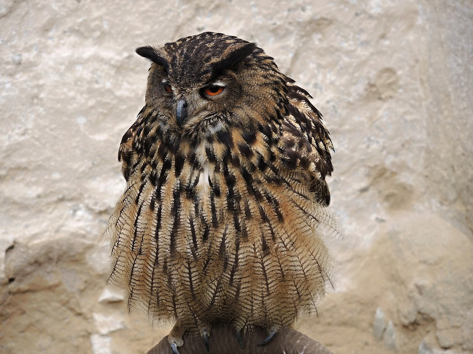 Owl Ear Tufts: Surprising Facts Beyond Hearing – Gilligallou Bird