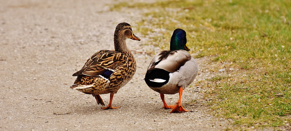 Discover Ontario's Duck Classifications & Species this Spring ...