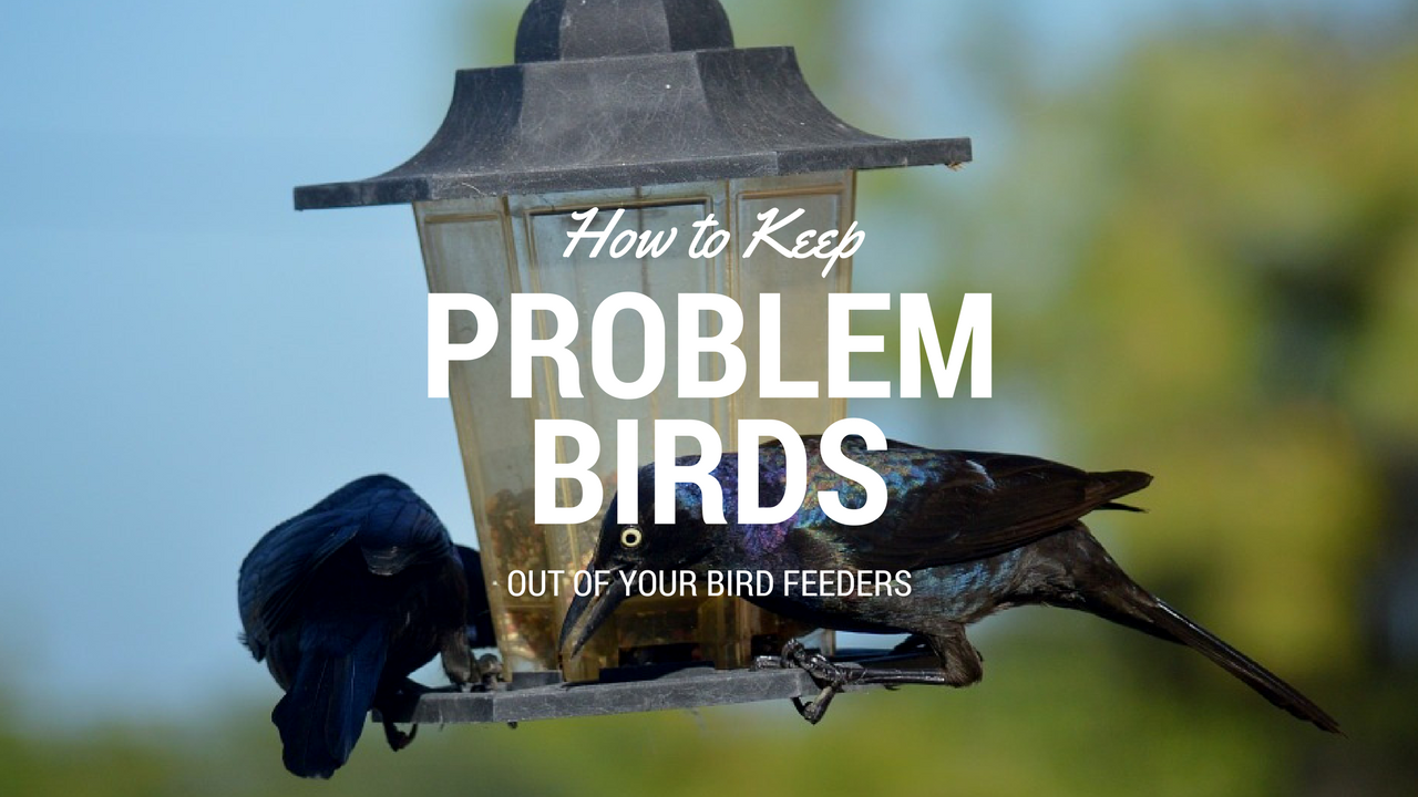 Dealing with Grackles, Starlings, Pigeons and Other Problem Birds at t ...