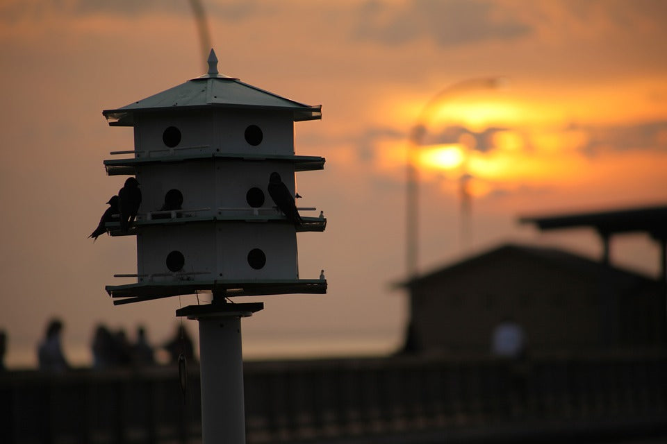 Purple Martin Houses Key to Species Survival – Gilligallou Bird