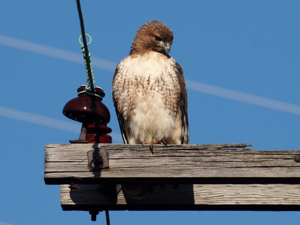 Spot One of These Rare Majestic Raptors of Winter – Gilligallou Bird