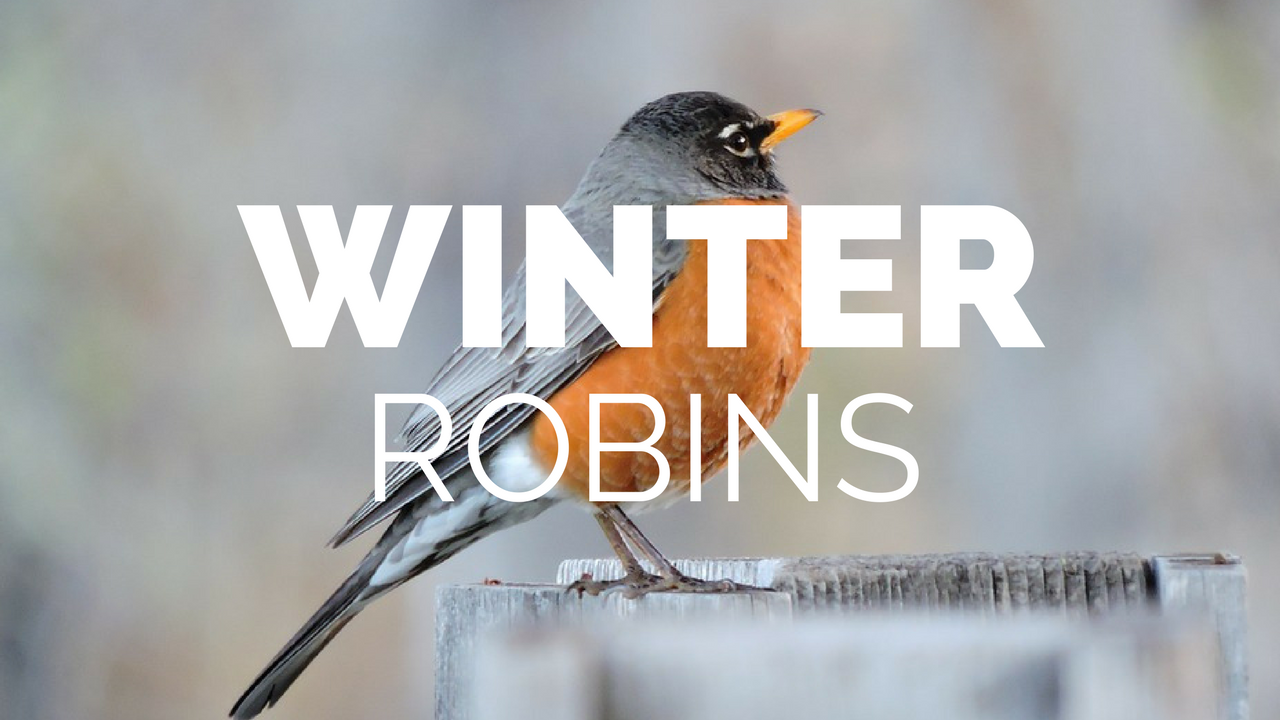 Why Some Robins Stay the Winter – Gilligallou Bird