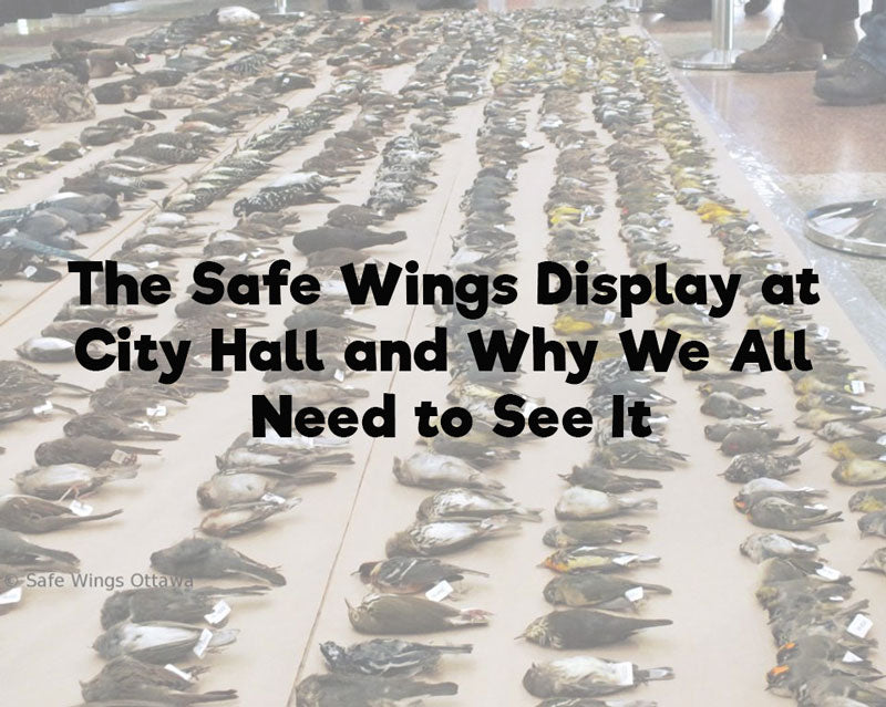 See the Impact: Safe Wings Display at City Hall – Gilligallou Bird