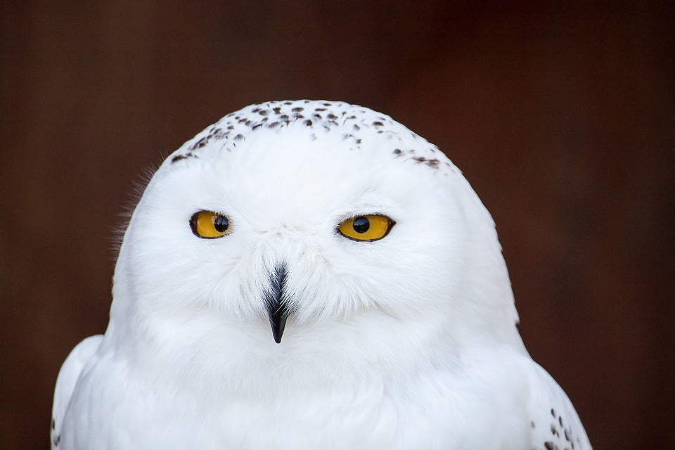 The Amazing Eyesight of Birds: Key Facts Explained – Gilligallou Bird
