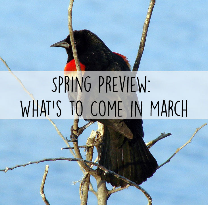 Spring Preview – What’s to Come in March – Gilligallou Bird