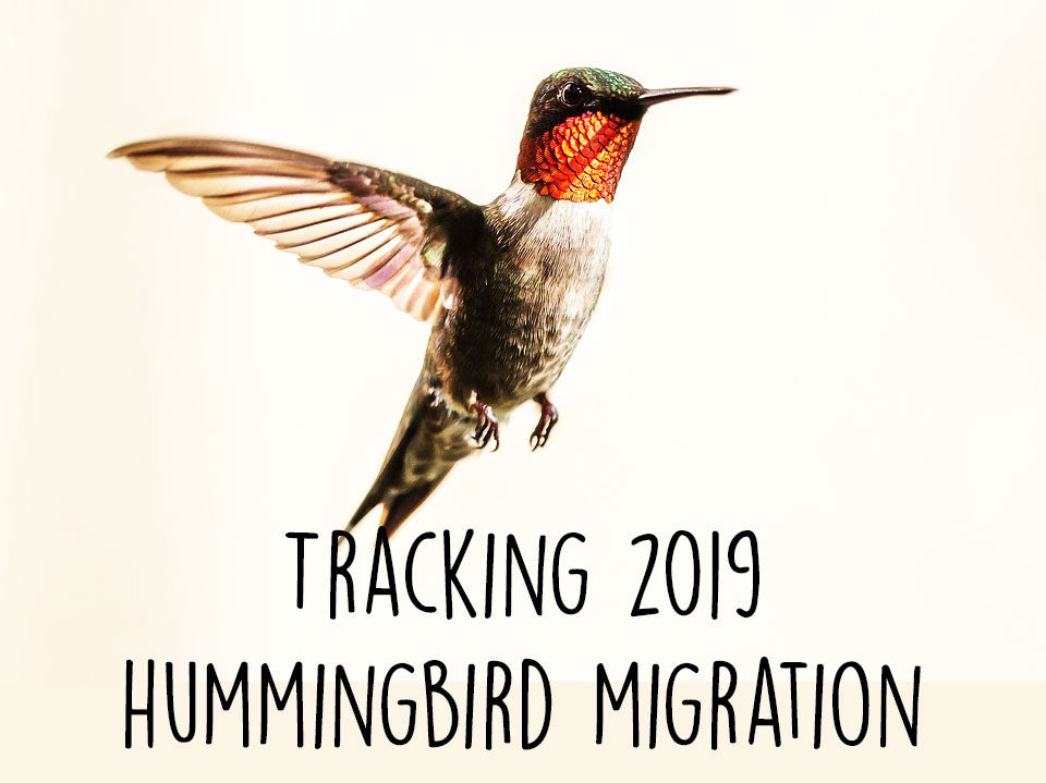 Tracking 2019 Hummingbird Migration – Gilligallou Bird