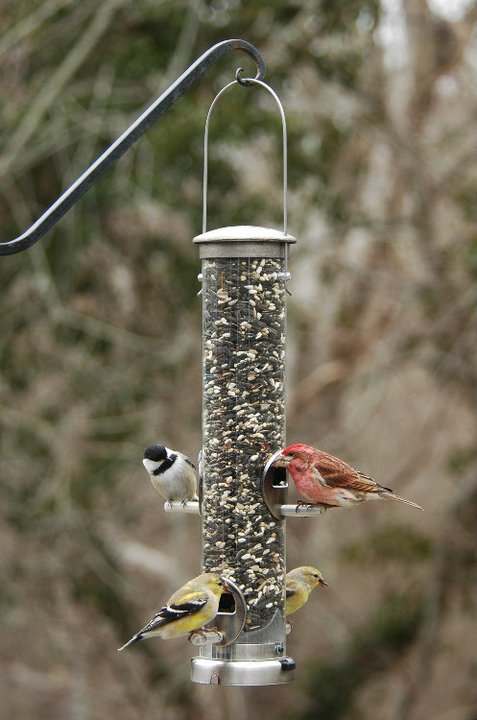 Attract Winter Finches to Your Yard: Tips & Tricks – Gilligallou Bird