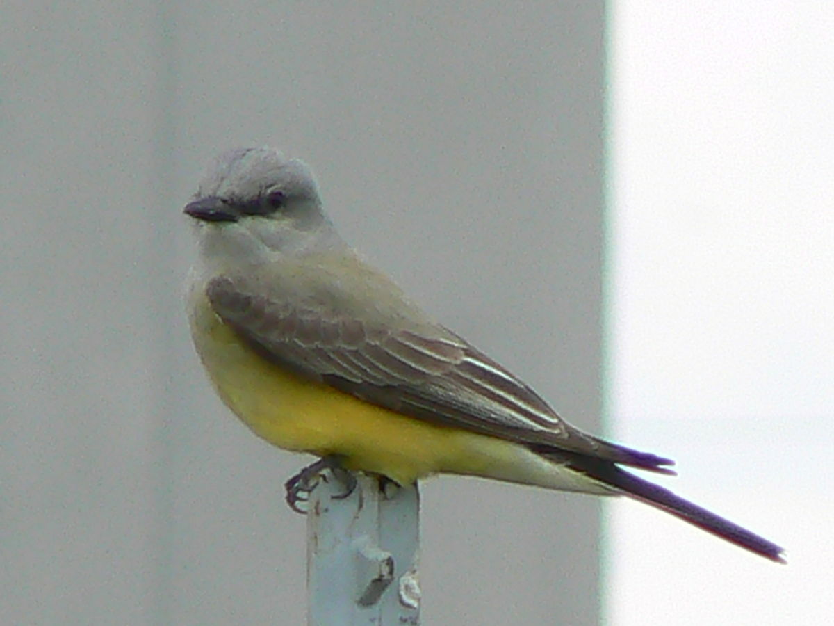 The Eastern Tendencies of the Western Kingbird – Gilligallou Bird
