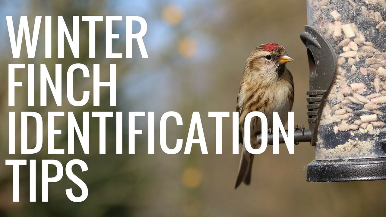 Master Winter Finch Identification: Tips for Birdwatchers – Gilligallou ...