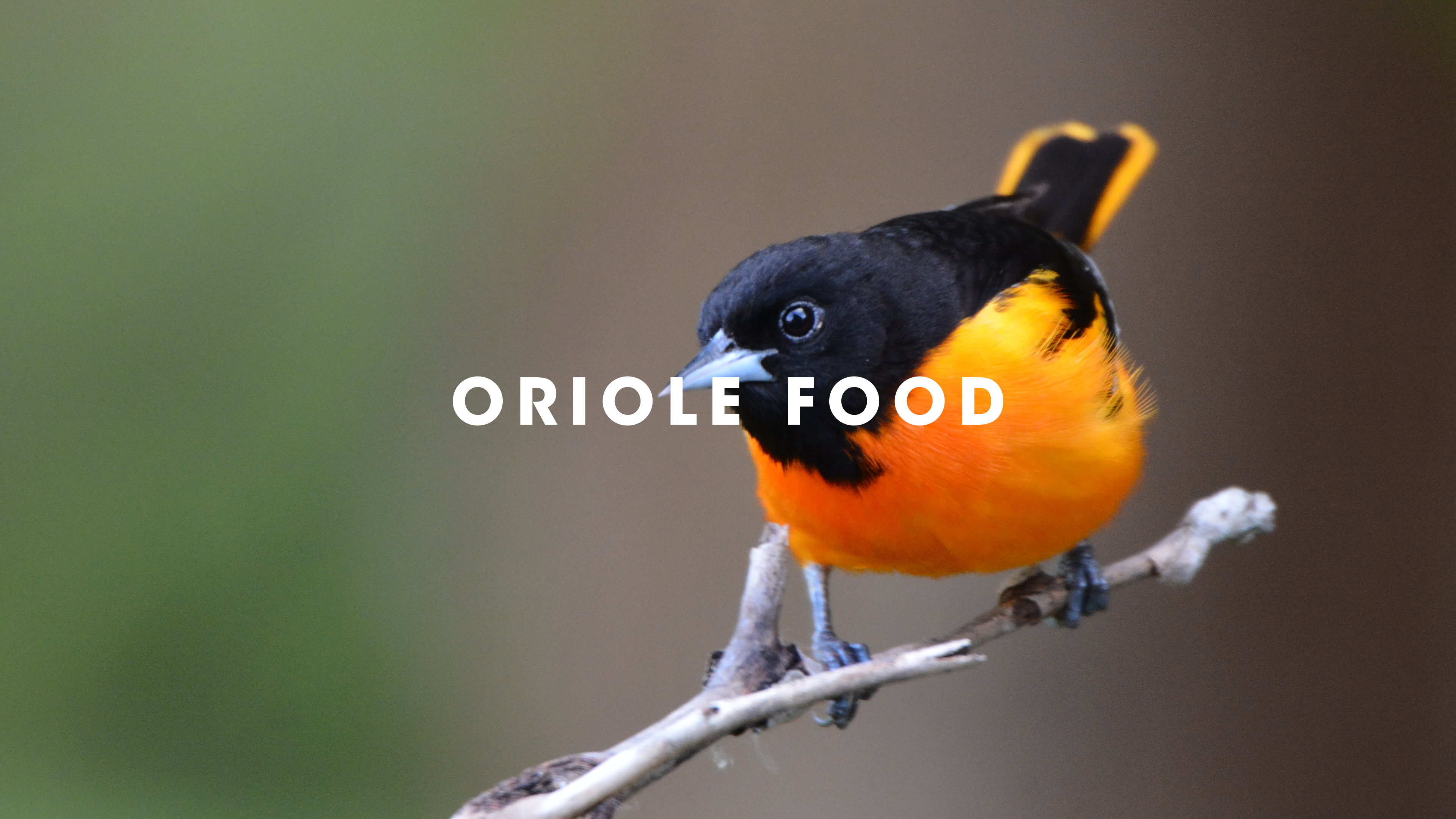 Oriole Food – Gilligallou Bird