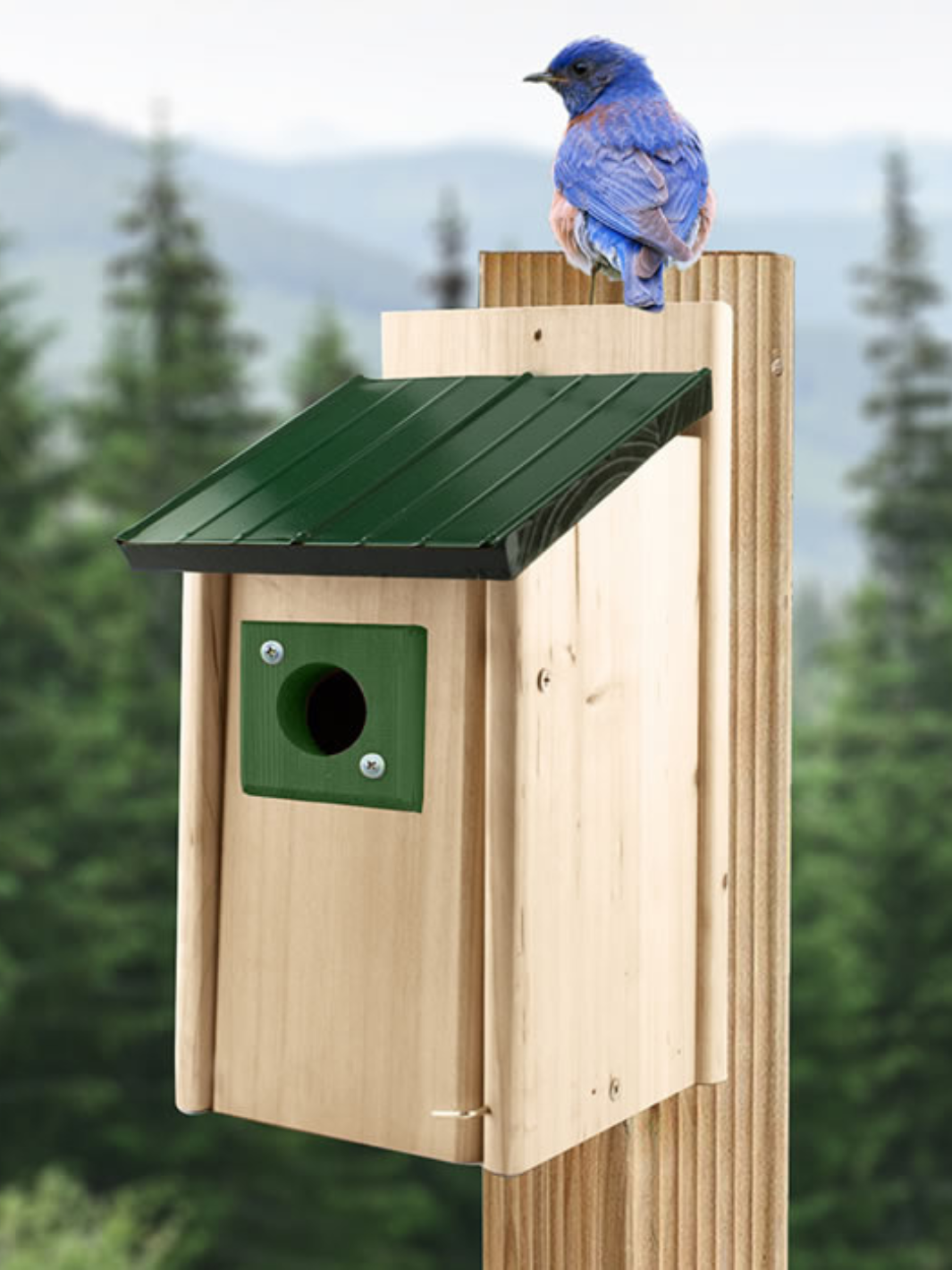 Bluebird House with Predator Guard – Gilligallou Bird