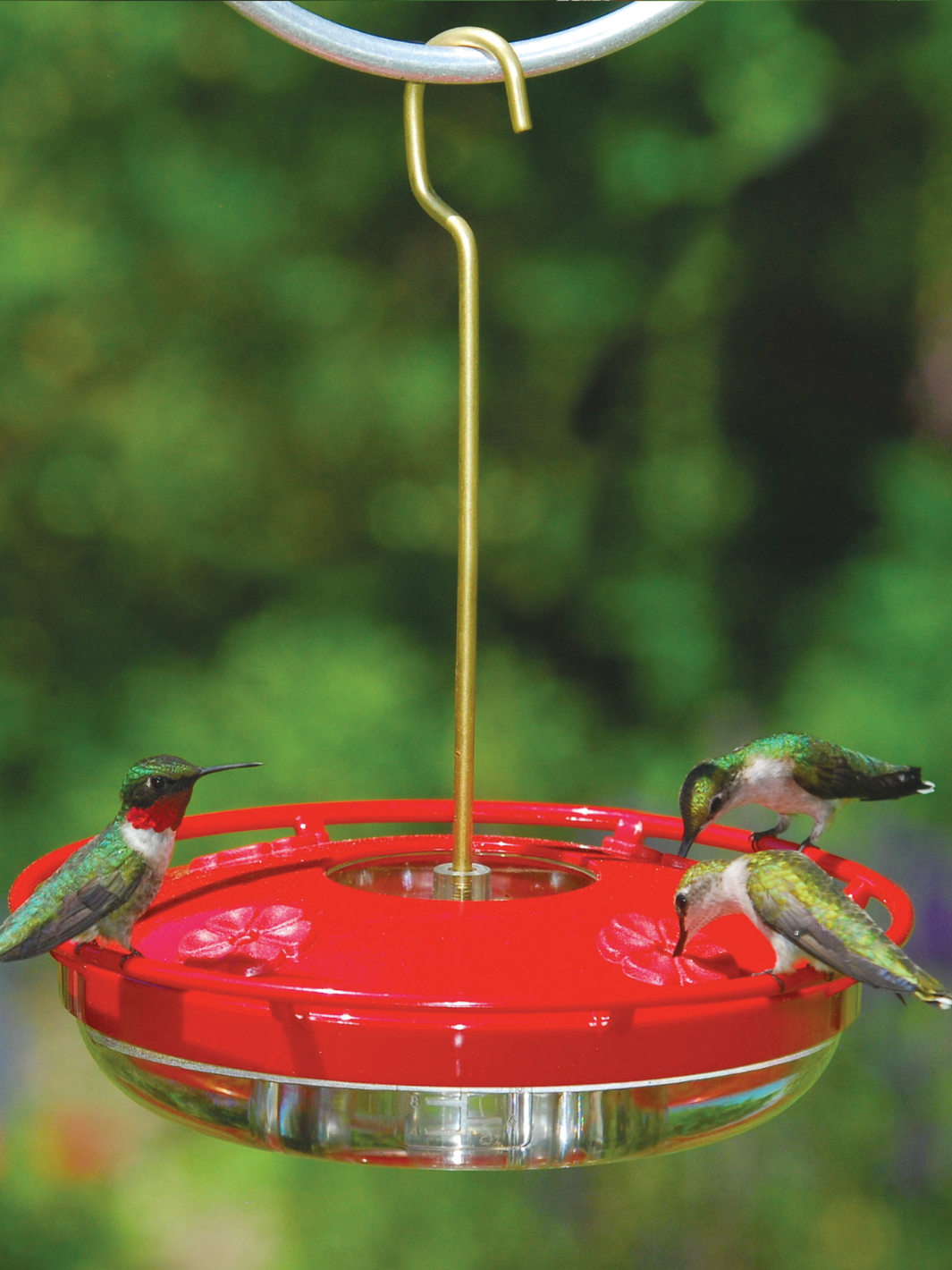 HighView Hummingbird Feeder - 12 oz. with Nectar-Guard – Gilligallou Bird